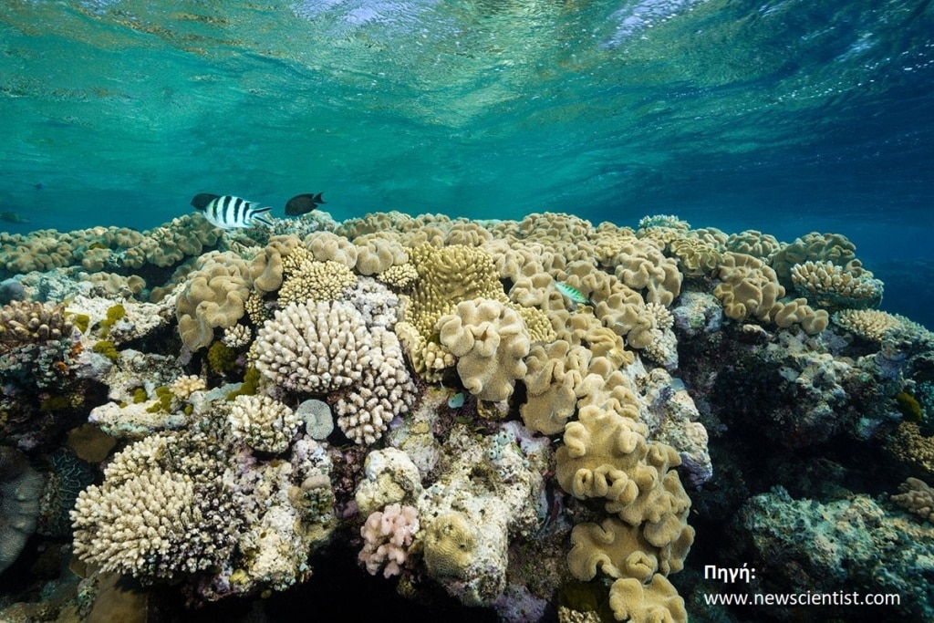 Comment les coraux se reproduisent-ils ? - Eco Voyages